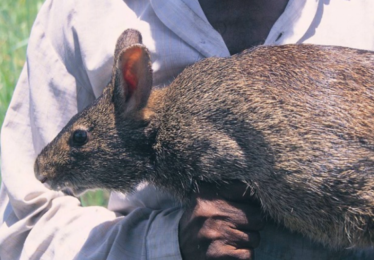 兔年说兔——兔形目的多样性和演化史 | 北京市海淀区山水自然保护中心
